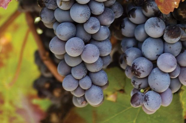 10 Spanish grapes to discover - Decanter