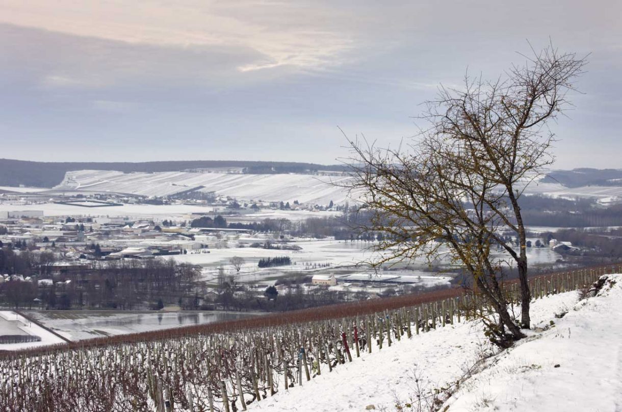 Chablis 2021: full vintage report and top-scoring wines - Decanter