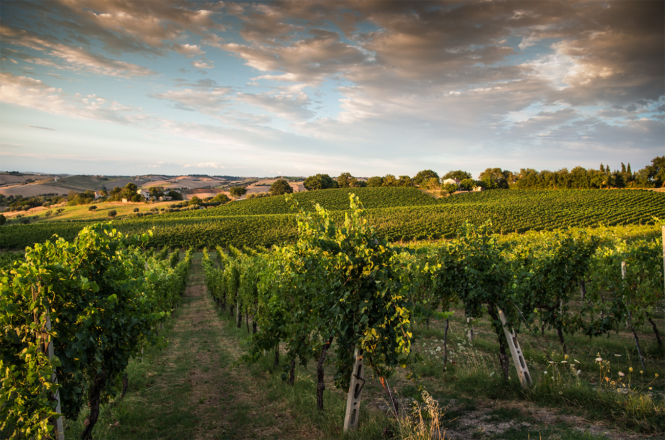Marche – diversity, beauty and relaxed sophistication - Decanter