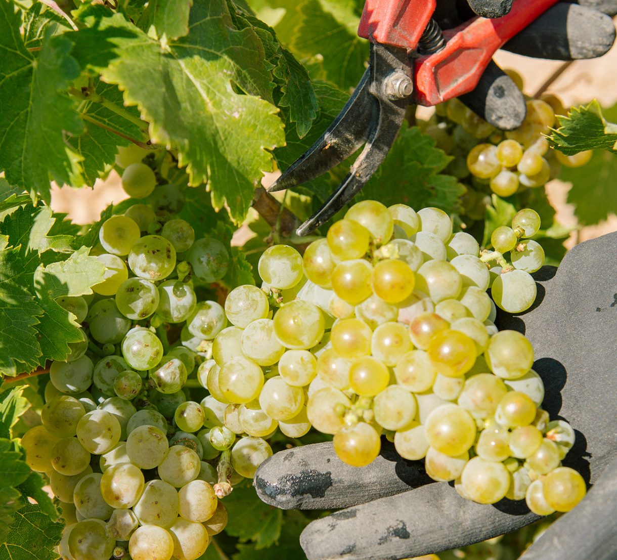 Rueda - 10 Facts to know - Decanter