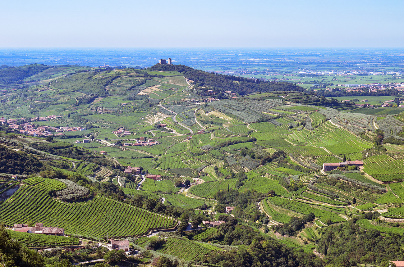 Amarone della Valpolicella DOCG - A modern companion for your Christmas ...