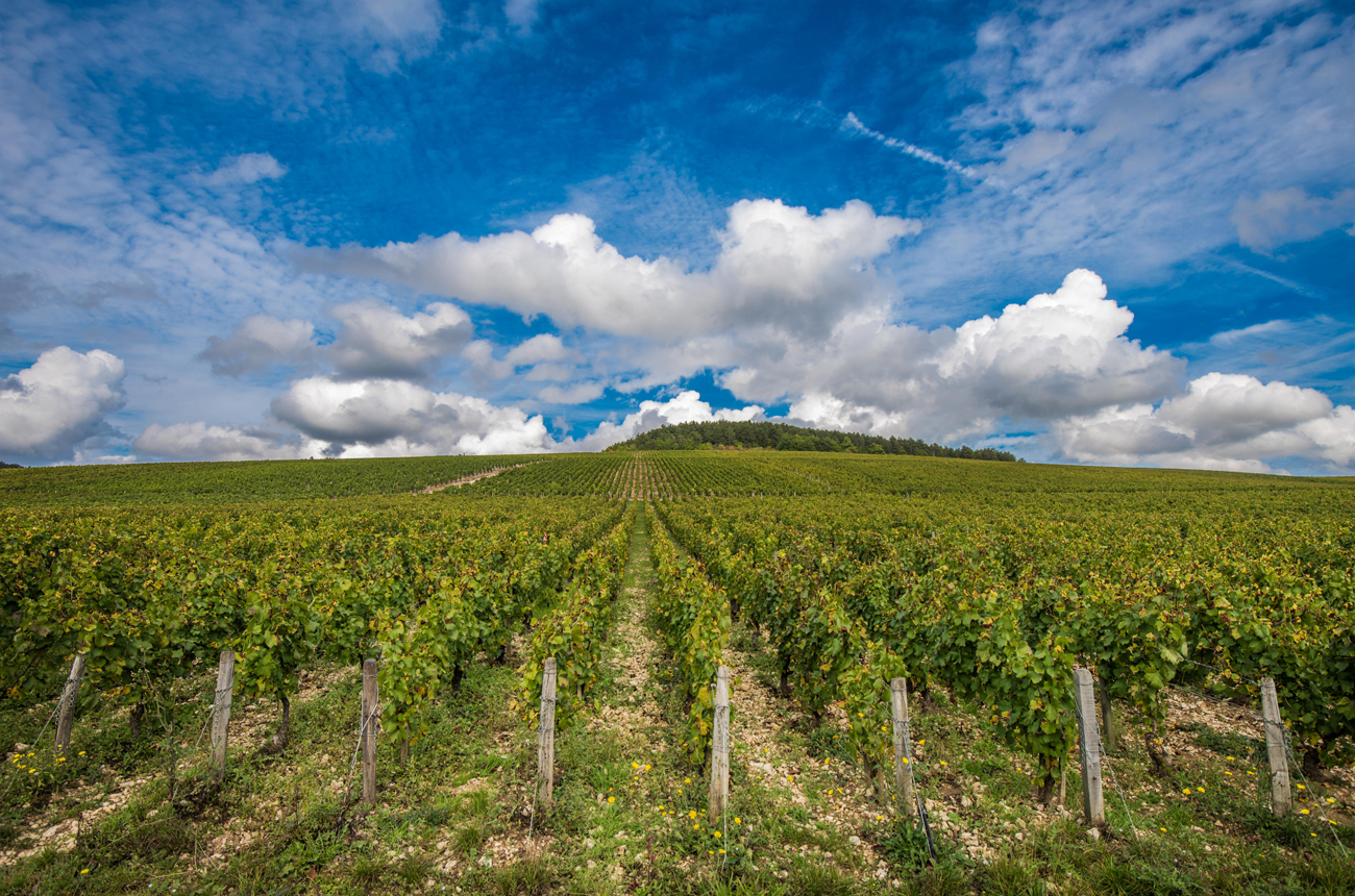 Grand Cru Chablis 2021: top-scoring wines - Decanter