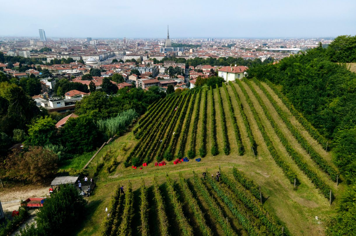 Italy’s urban vineyards – a marriage of past and present - Decanter