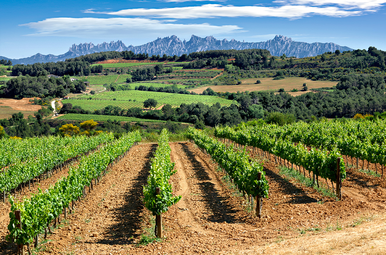 DO Penedès - 2700 years of winemaking history - Decanter