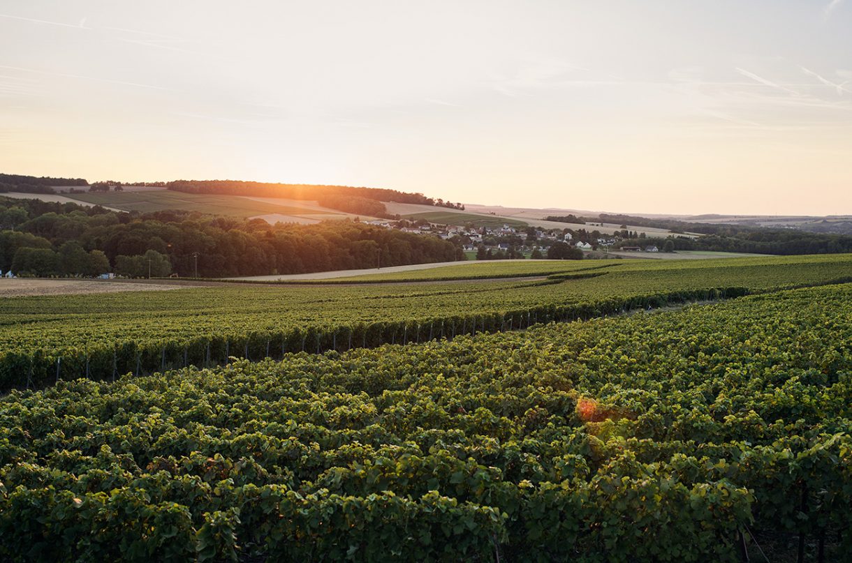 Piper-Heidsieck: B Corp certification for a better world - Decanter