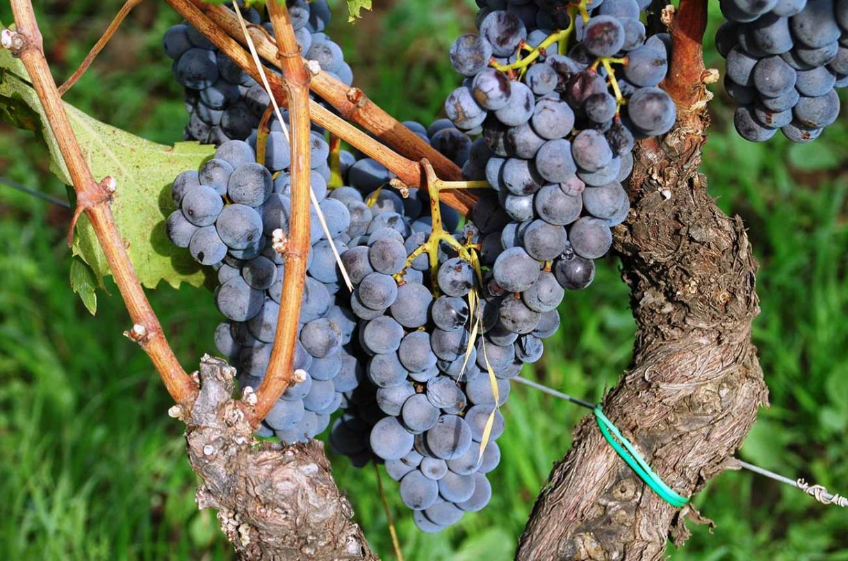 Tenuta delle Terre Nere - Charisma, passion and craftsmanship - Decanter