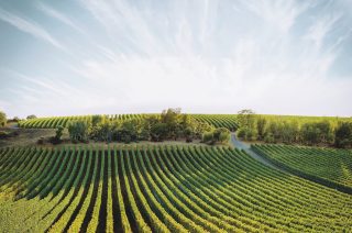 Colgin Cellars: the evolution of a cult Napa estate through 14 wines ...