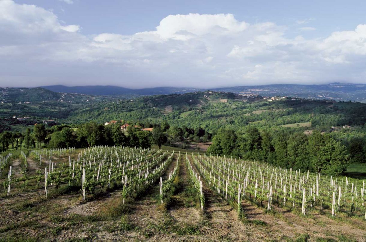 Taurasi: a buyer's guide - Decanter