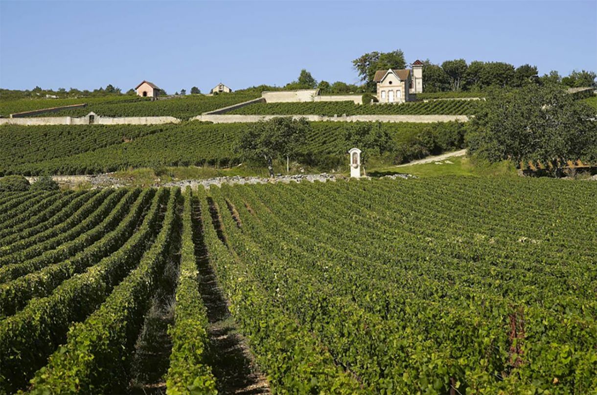 Top Meursault 2021 en primeur wines - Decanter