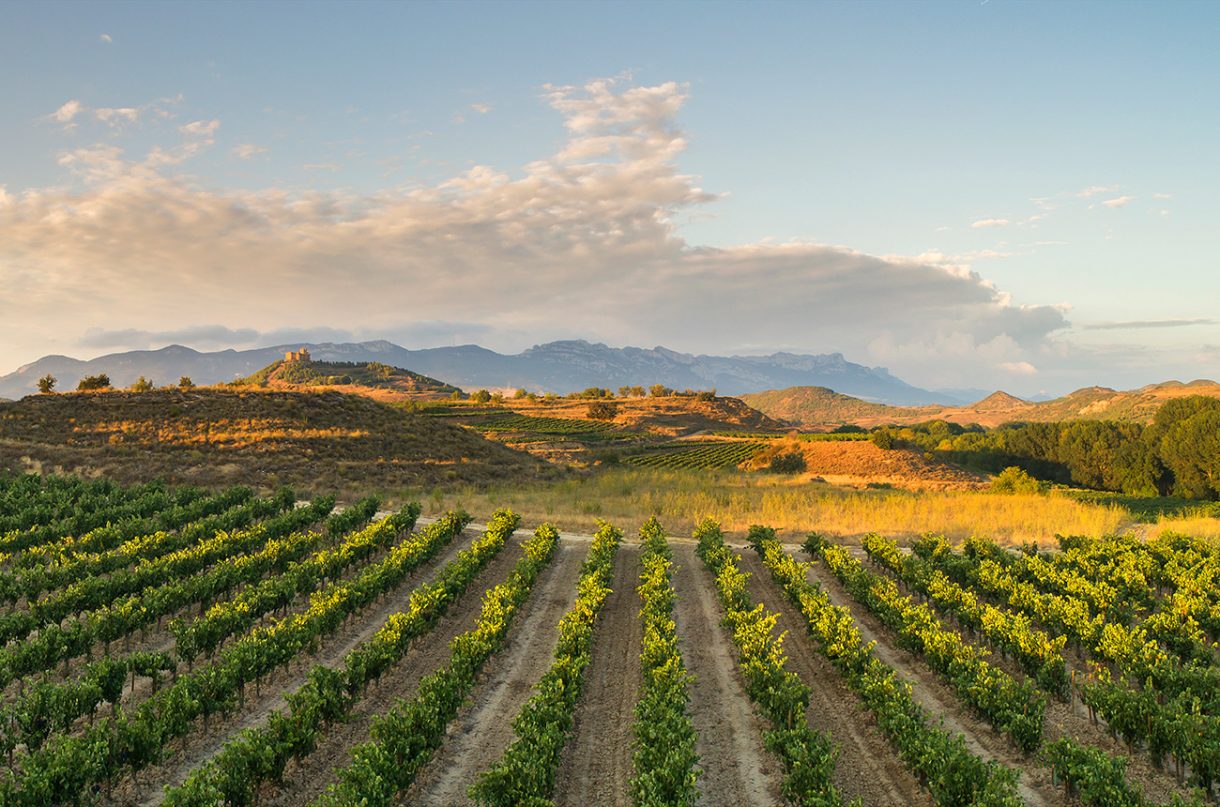 Rioja - 10 Facts to know - Decanter