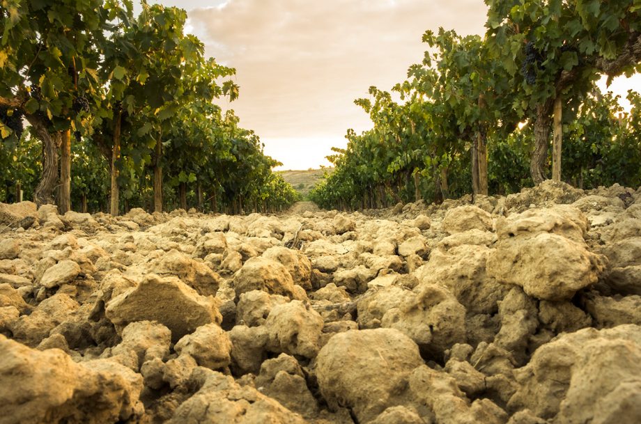 Rioja - 10 Facts to know - Decanter