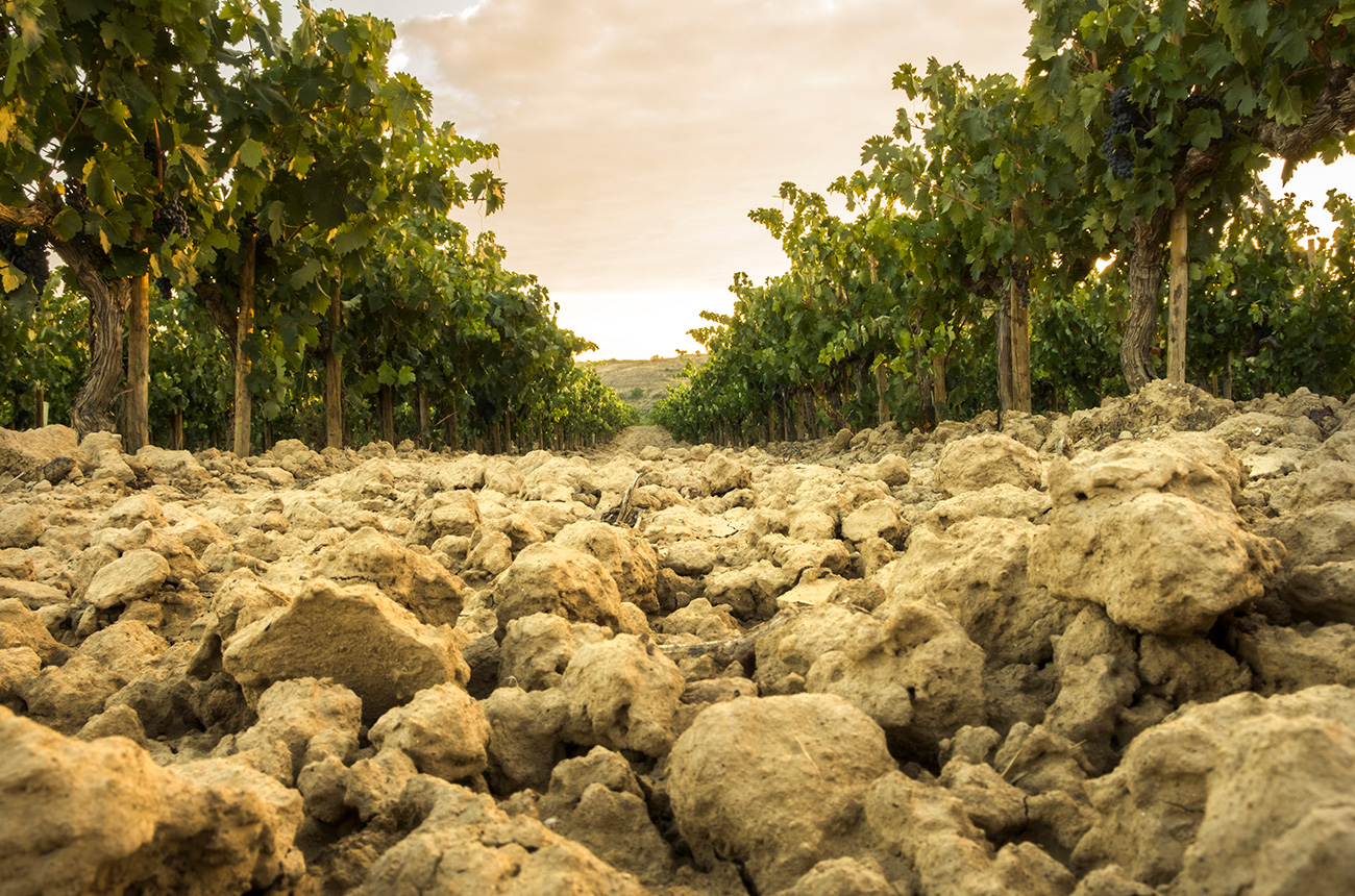 Rioja - 10 Facts to know - Decanter