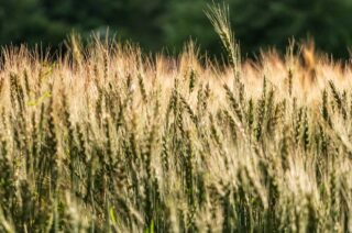 Premium Vodka Best premium vodkas: 12 to try - Decanter