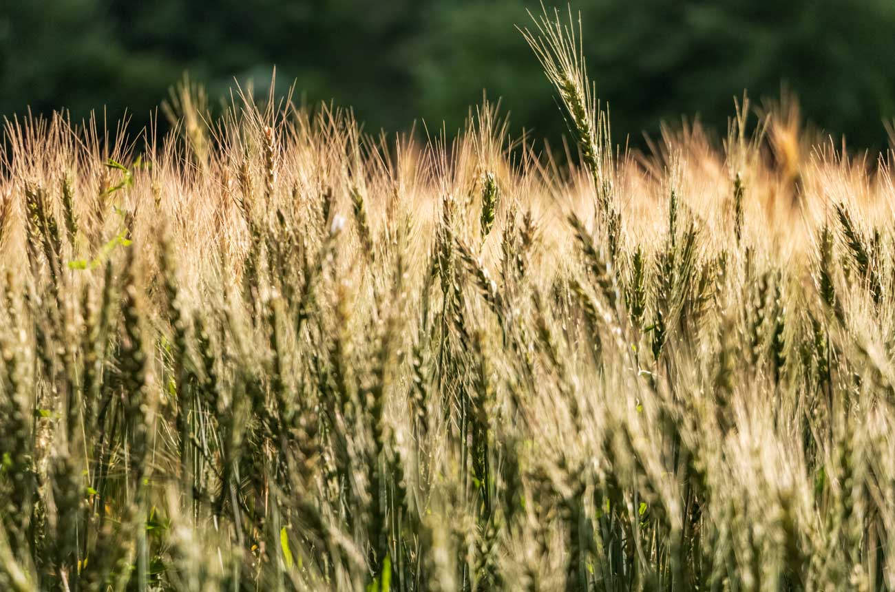 Premium Vodka Best premium vodkas: 12 to try - Decanter