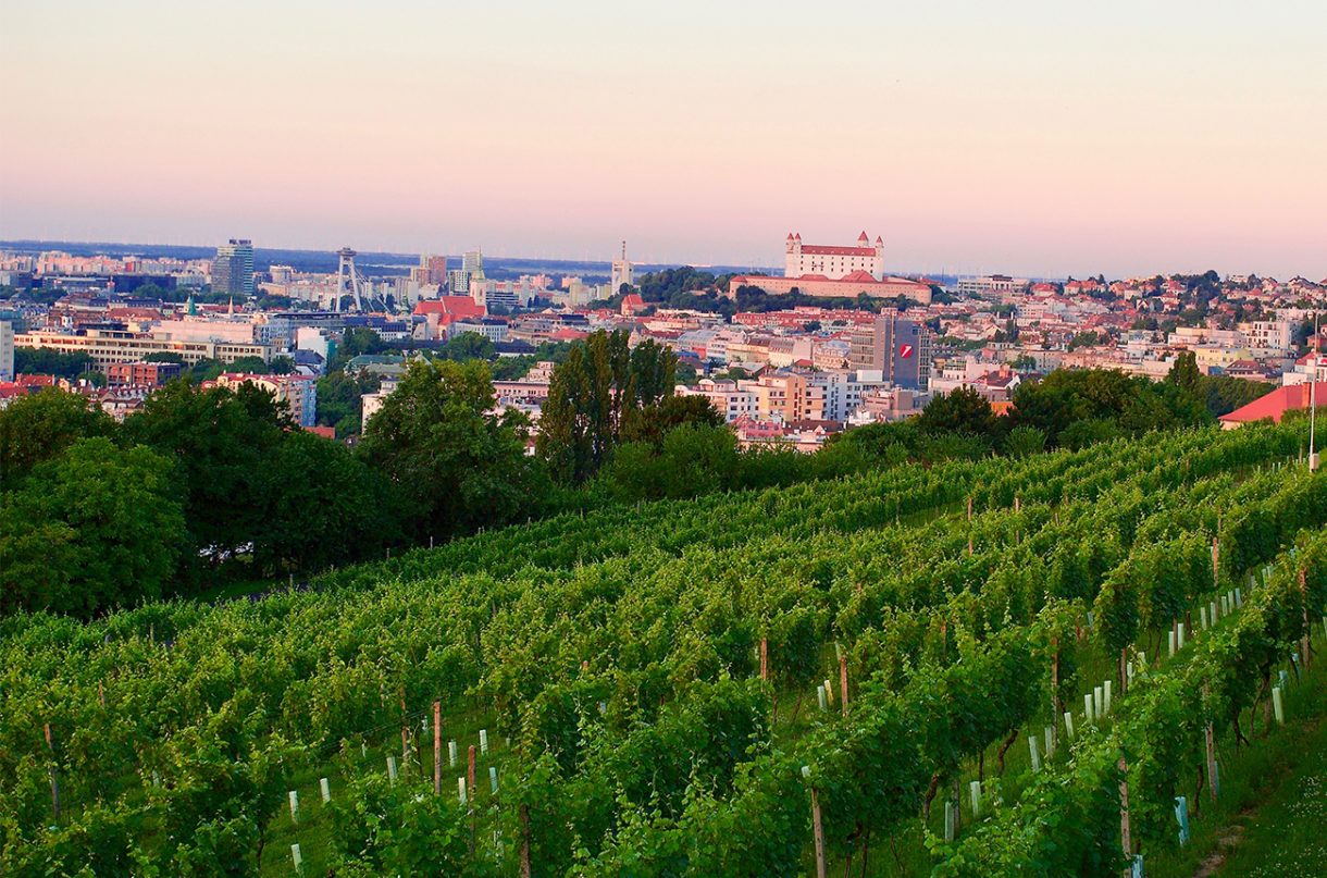 Wines from Slovakia: A brief guide and 12 wines to try - Decanter