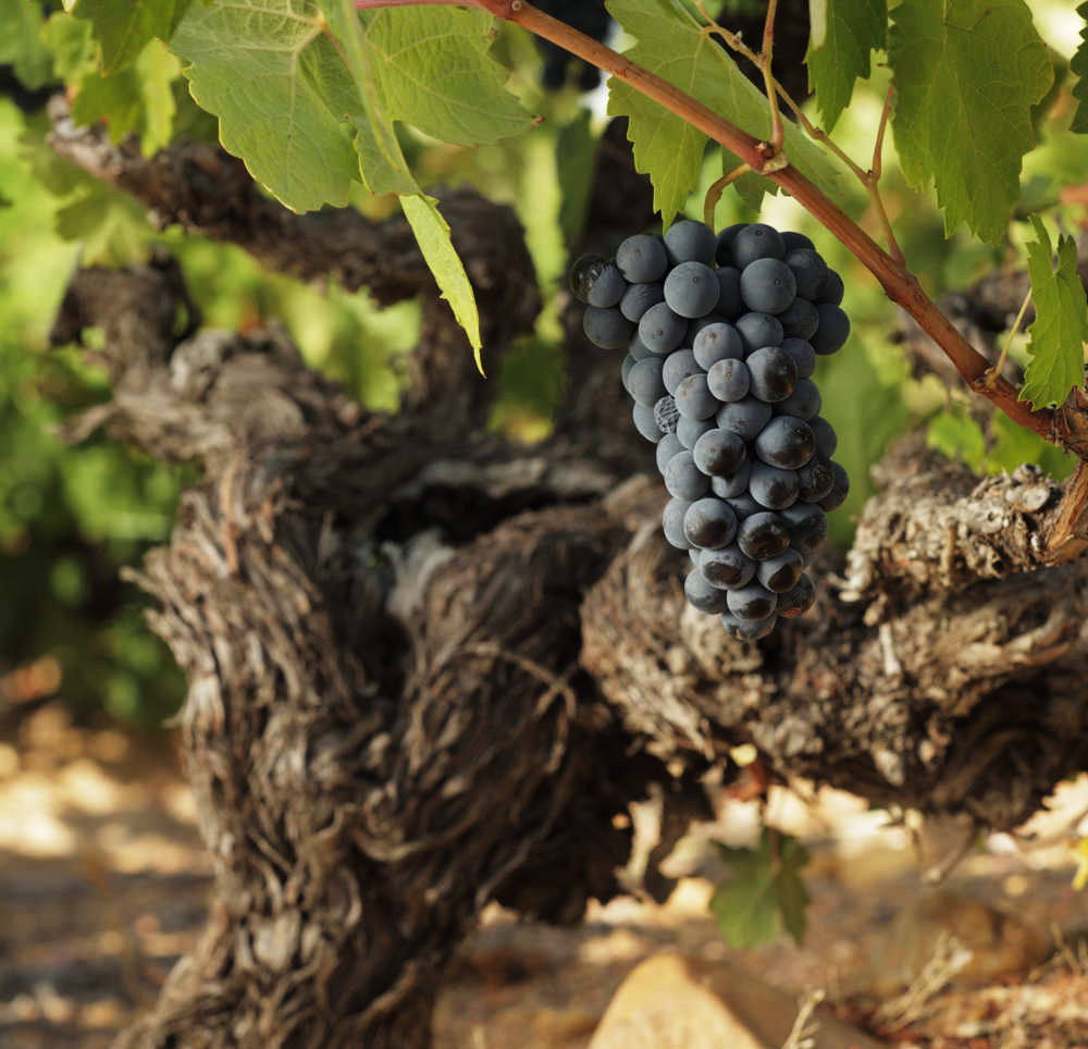 DO Toro - Modernity anchored in tradition - Decanter