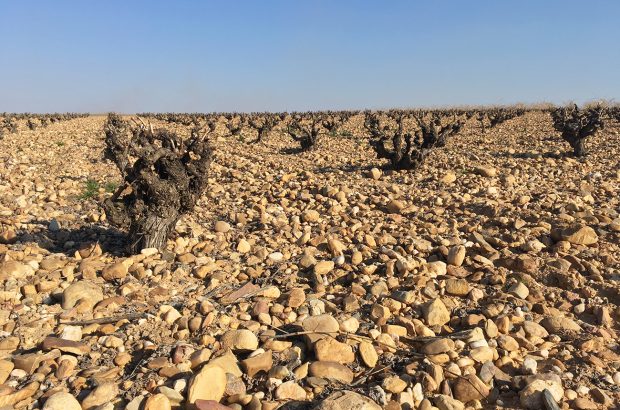 DO Toro - Modernity anchored in tradition - Decanter