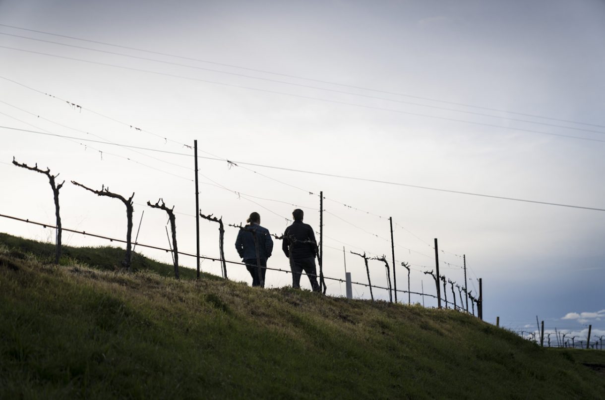 Preserving Napa’s heritage vineyards – Gagnon-Kennedy - Decanter