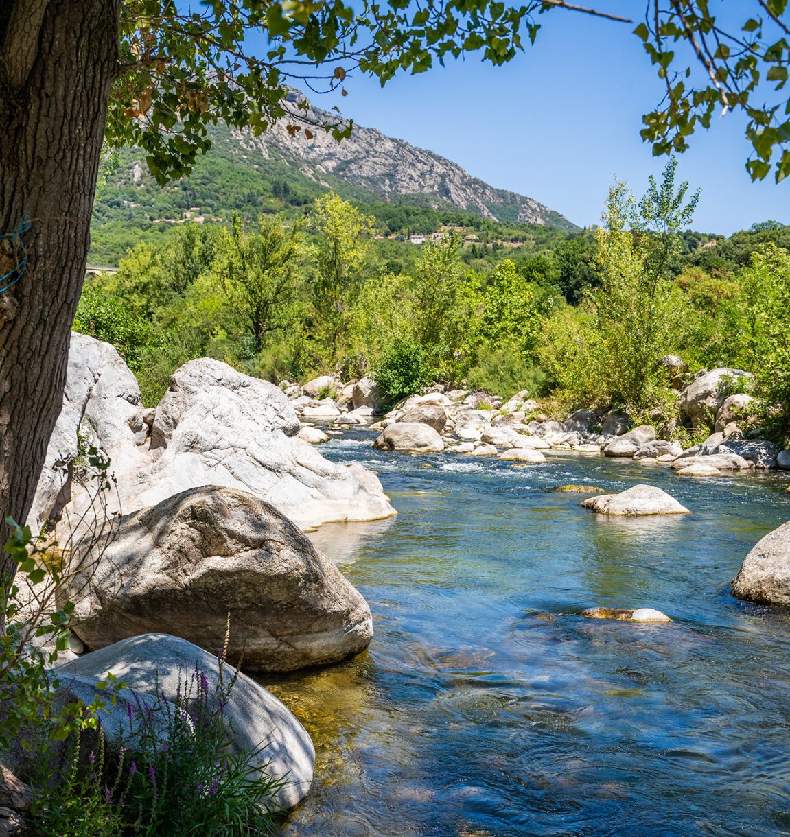 Sud de France IGP Wines - Decanter