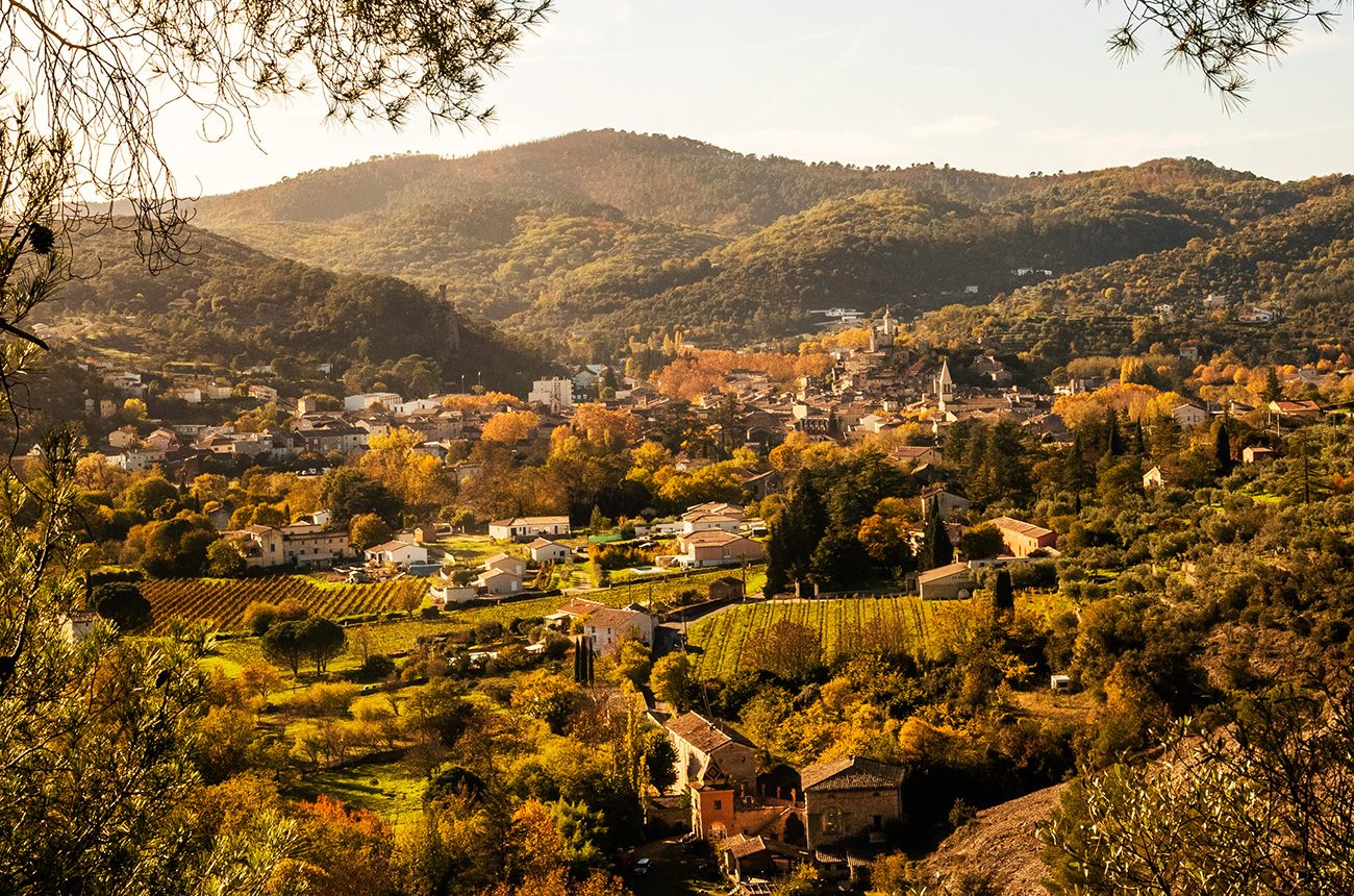 Sud de France IGP Wines - Decanter