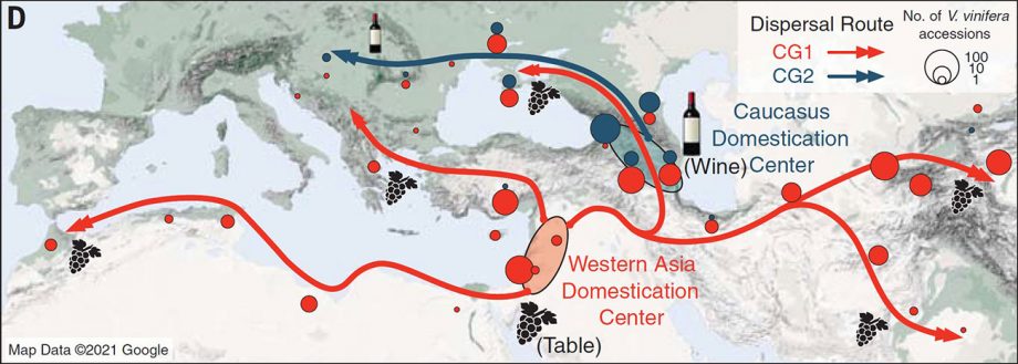 Grapevines first domesticated 11,000 years ago, says study - Decanter