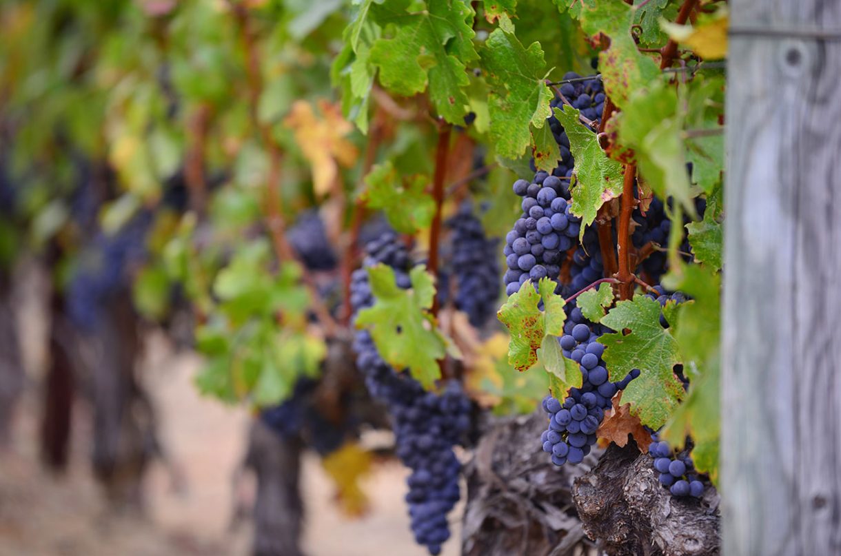Grapevines first domesticated 11,000 years ago, says study - Decanter
