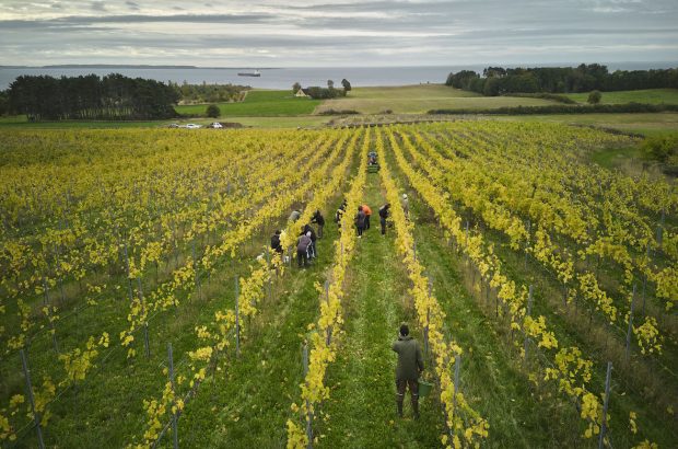 Denmark's Barfod Vin: Wines on the Nordic edge plus four wines to try - Decanter