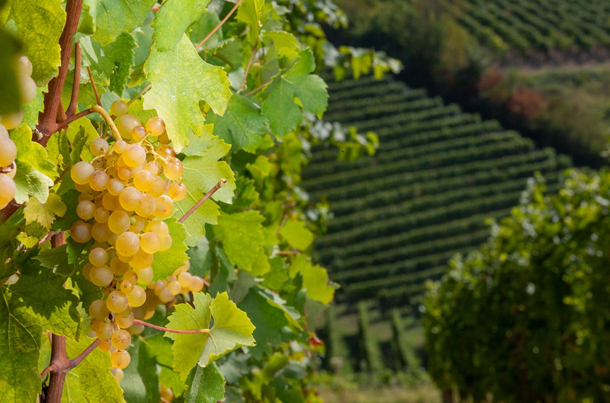 The glorious world of Gavi DOCG - Decanter