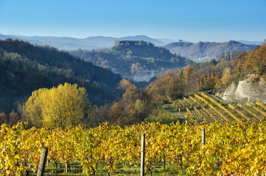 The glorious world of Gavi DOCG - Decanter