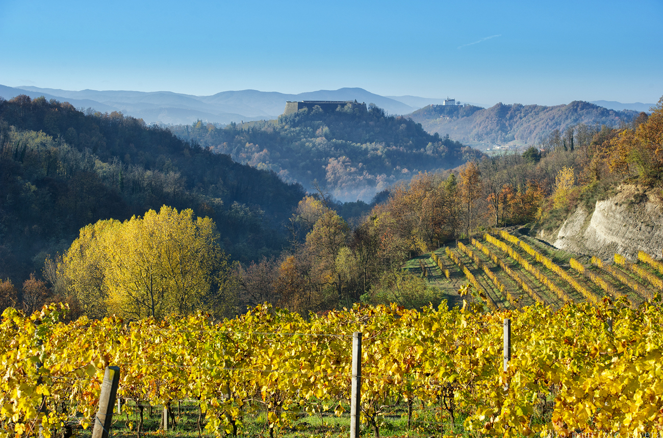 The glorious world of Gavi DOCG - Decanter