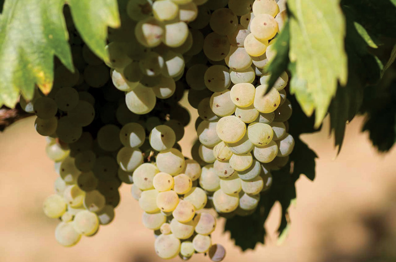 Serbia: Five local grape varieties to watch - Decanter