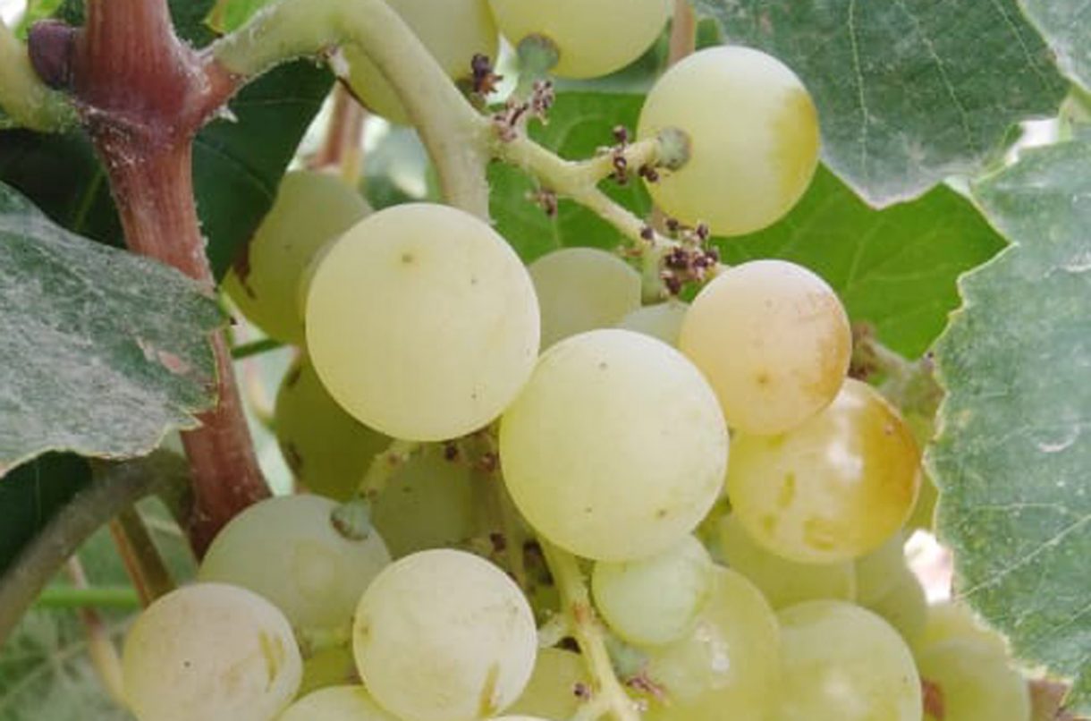 Researchers in Peru identify six unique new grape varieties - Decanter