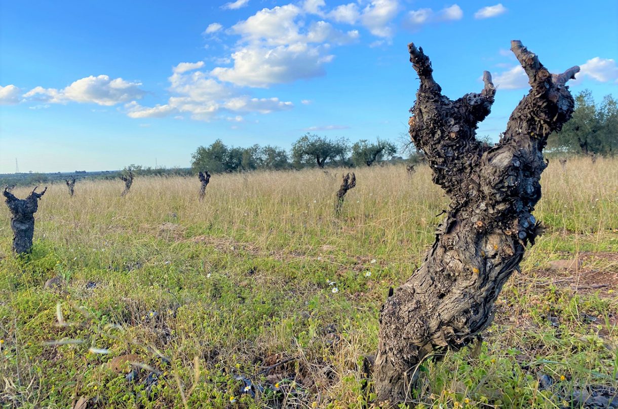 Old Moreto vineyards – a hidden Portuguese treasure - Decanter