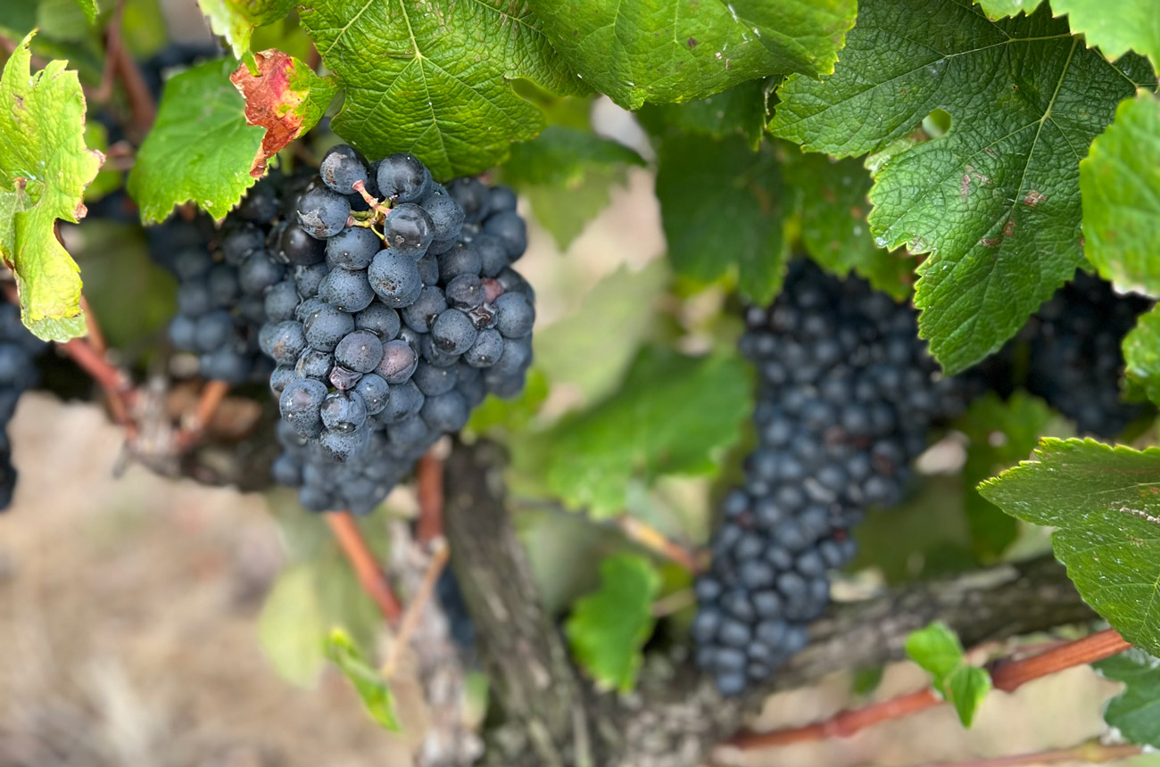 Uruguay harvest report 2023: Low yields but high quality - Decanter