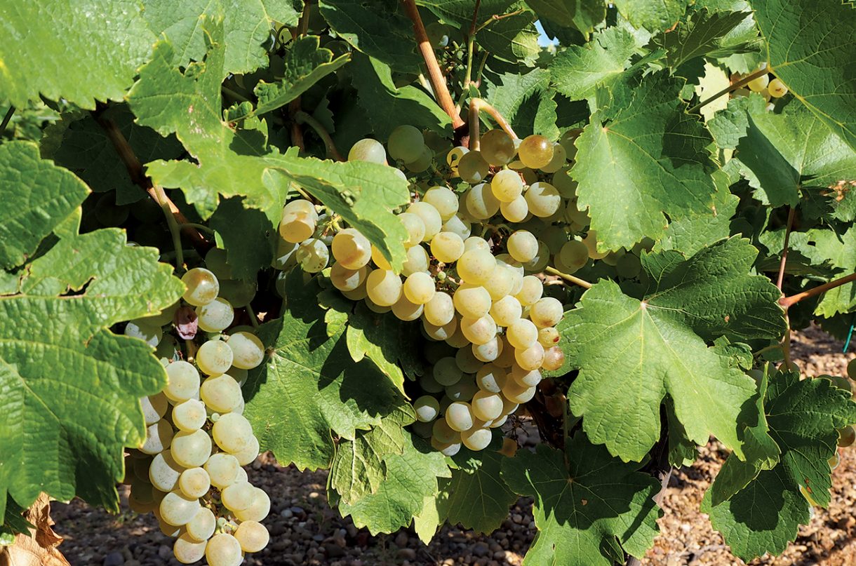 Tasting Rueda - an exploration of diversity and character - Decanter