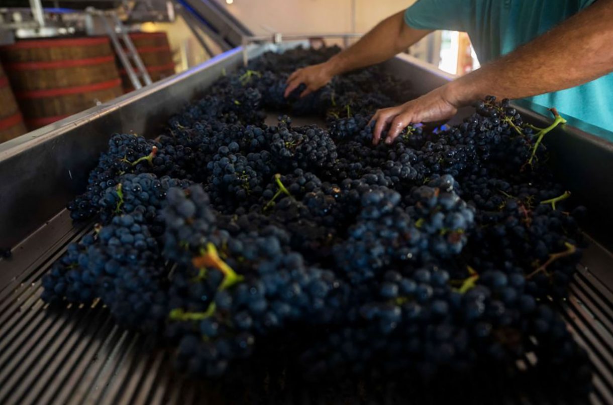 Tannat wines: What do they taste like? Ask Decanter