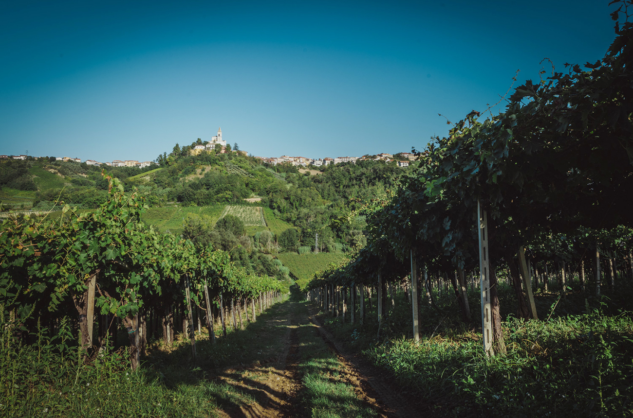 Cantina Tollo - A story of passion and resilience - Decanter
