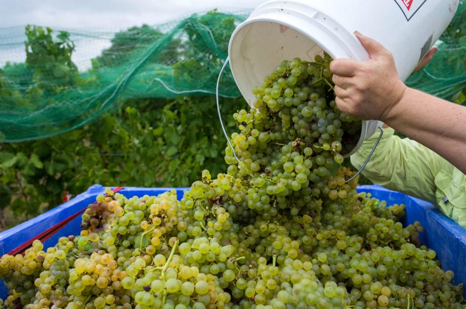 Picpoul makes a splash in America - Decanter