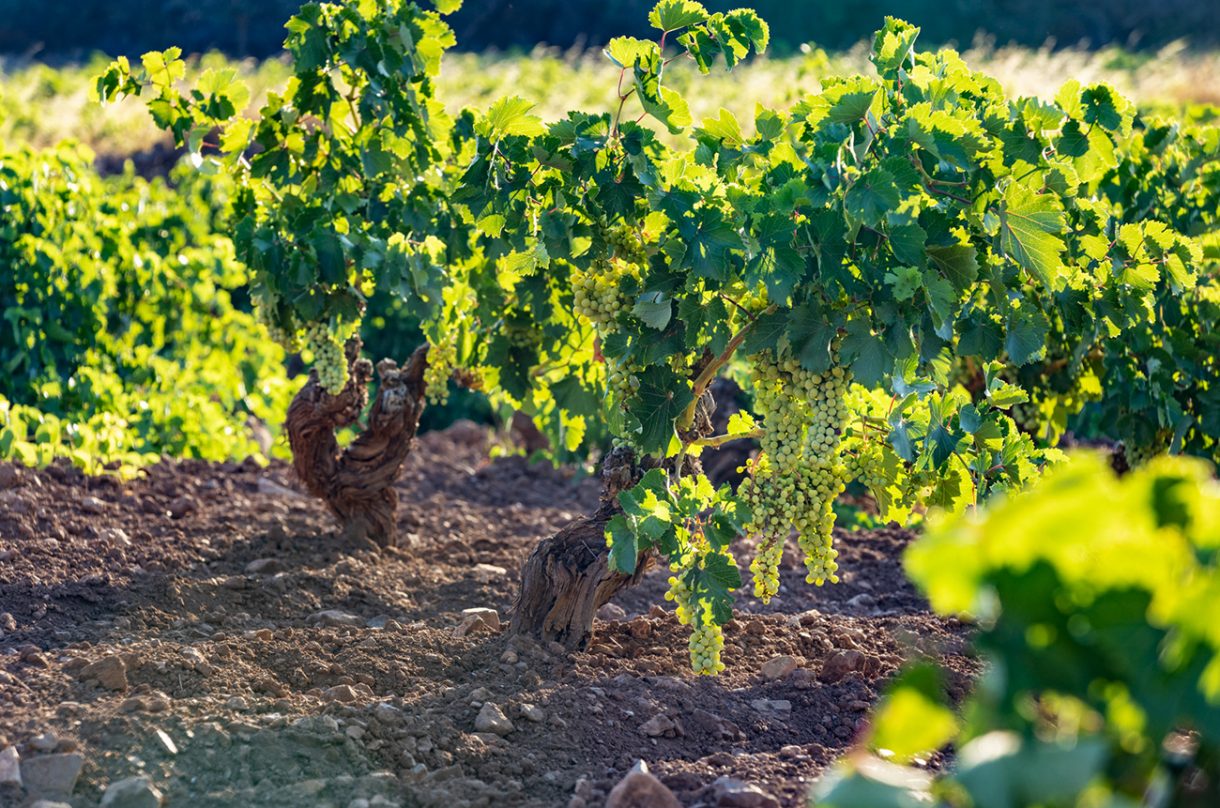 PGI Wines of Attica: At the crossroads of tradition and innovation ...