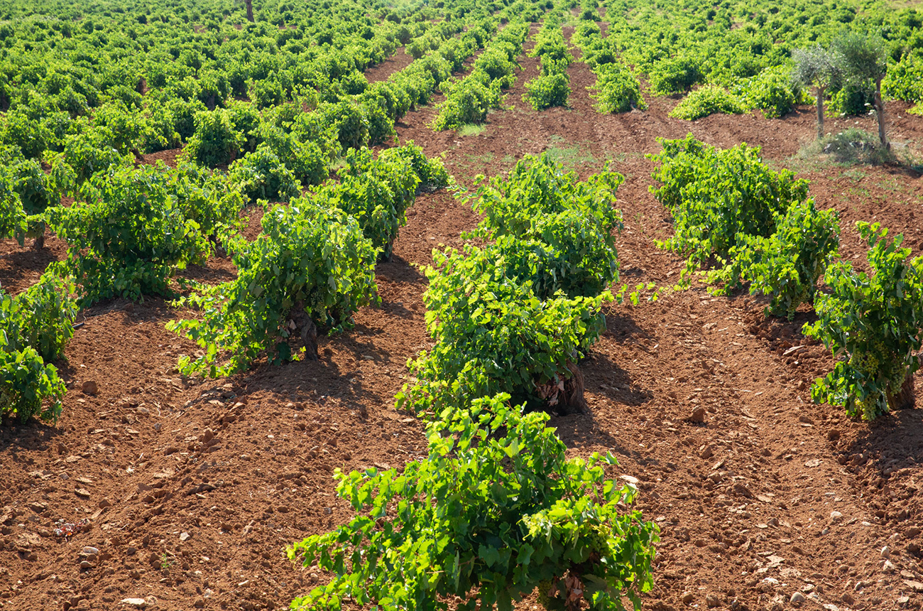 PGI Wines of Attica: At the crossroads of tradition and innovation - Decanter