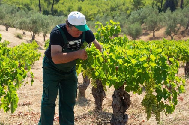 PGI Attiki: the unique wines of Greece’s heartland - Decanter
