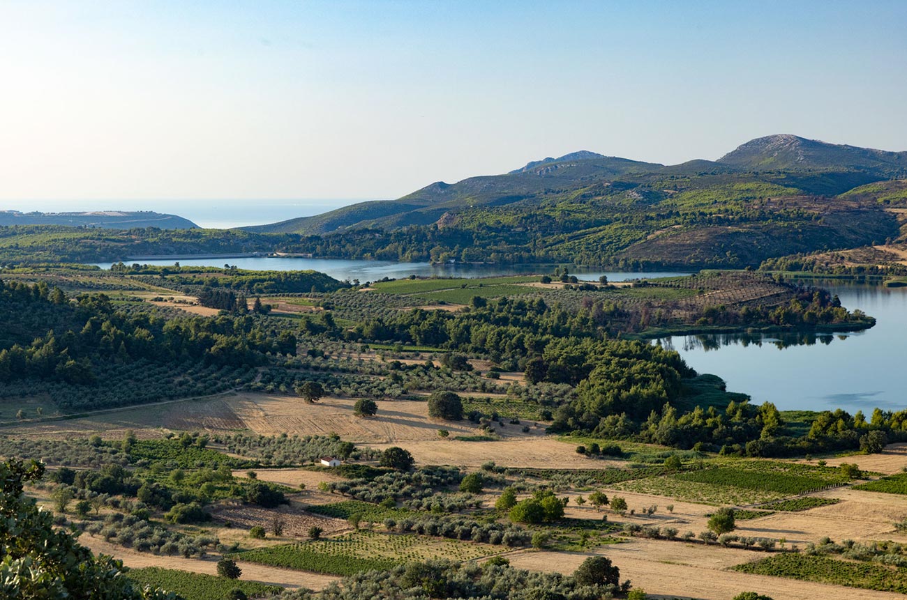 PGI Attiki: the unique wines of Greece’s heartland - Decanter