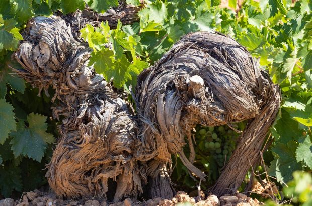 PGI Attiki: the unique wines of Greece’s heartland - Decanter