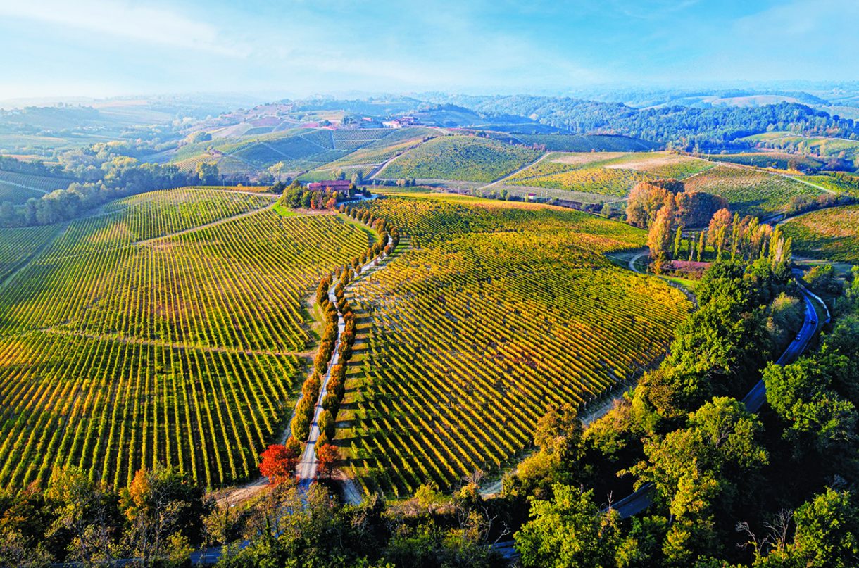 Gavi: The names to know and 10 wines to try - Decanter