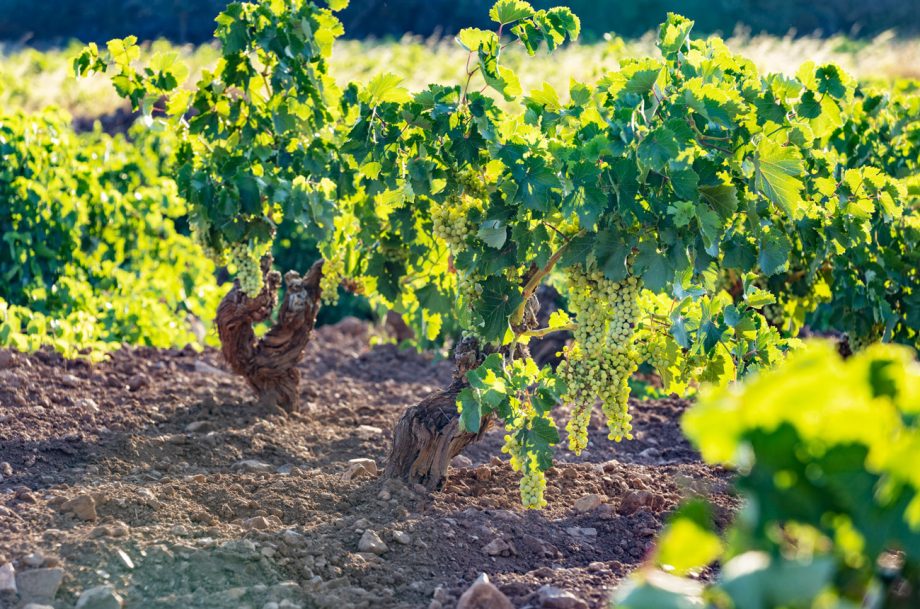 Rediscovering PGI Retsina of Attiki, a timeless Greek tradition - Decanter