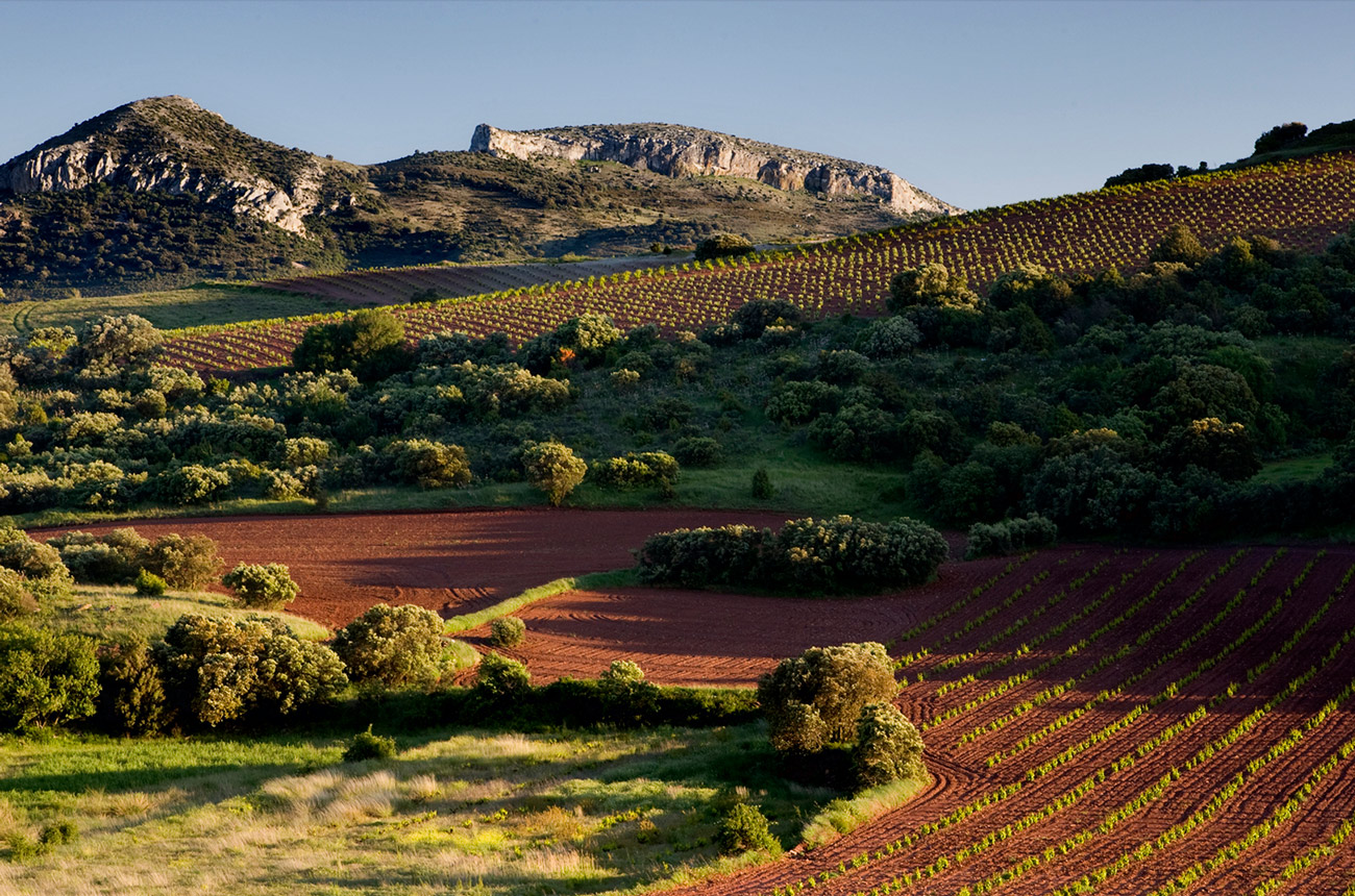 Bodegas Borsao – Passion for Garnacha - Decanter