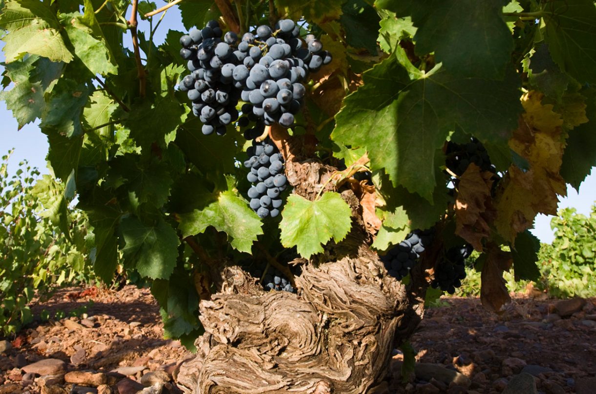 Bodegas Borsao – Passion for Garnacha - Decanter