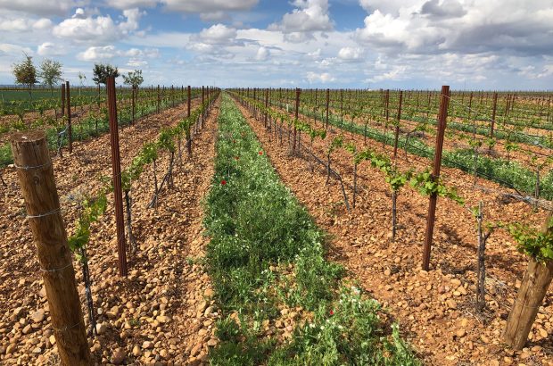 Marqués de Riscal - Innovation at the service of heritage - Decanter