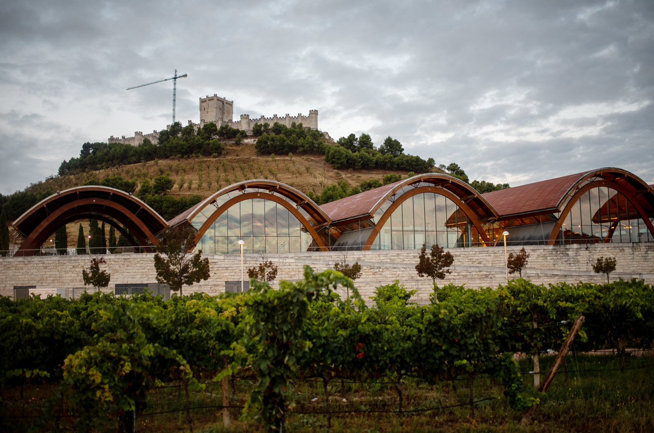 Protos - The first winery of Ribera de Duero - Decanter