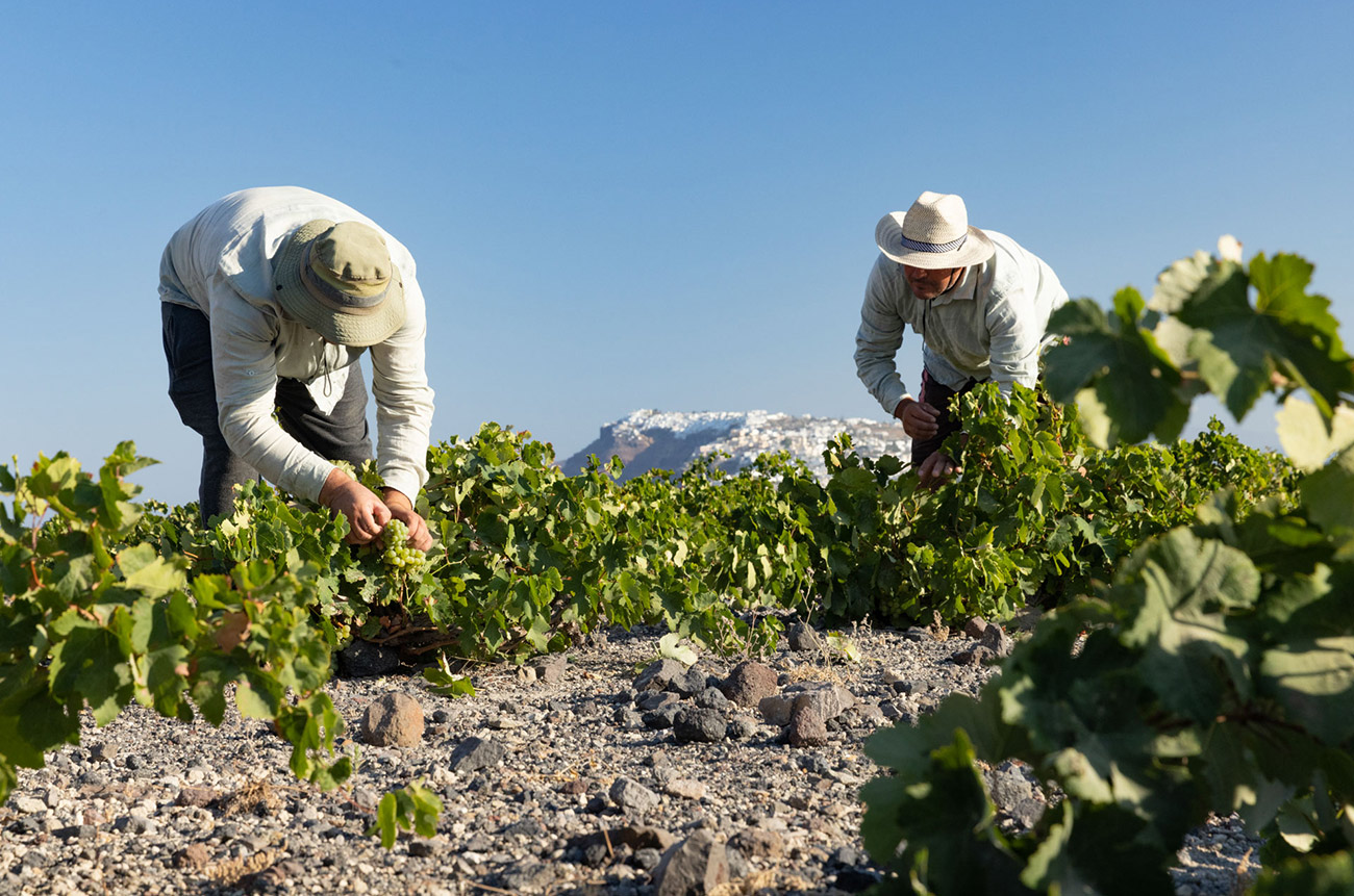 Wines of PDO Santorini - Where the fire met the sea - Decanter
